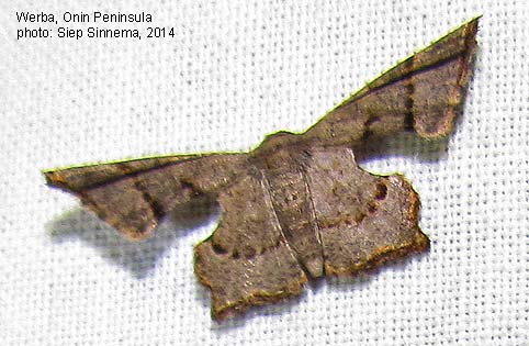 Papua Insects Foundation (Lepidoptera/Uraniidae/Epipleminae/Monobolodes ...